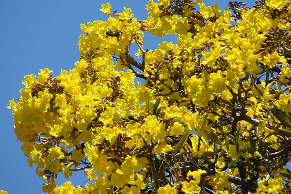It’s Tabebuia Time! - Jenkins Landscape Co.